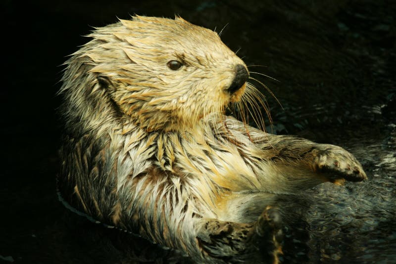 White sea otter stock photo. Image of ocean, brown, portrait - 12499488
