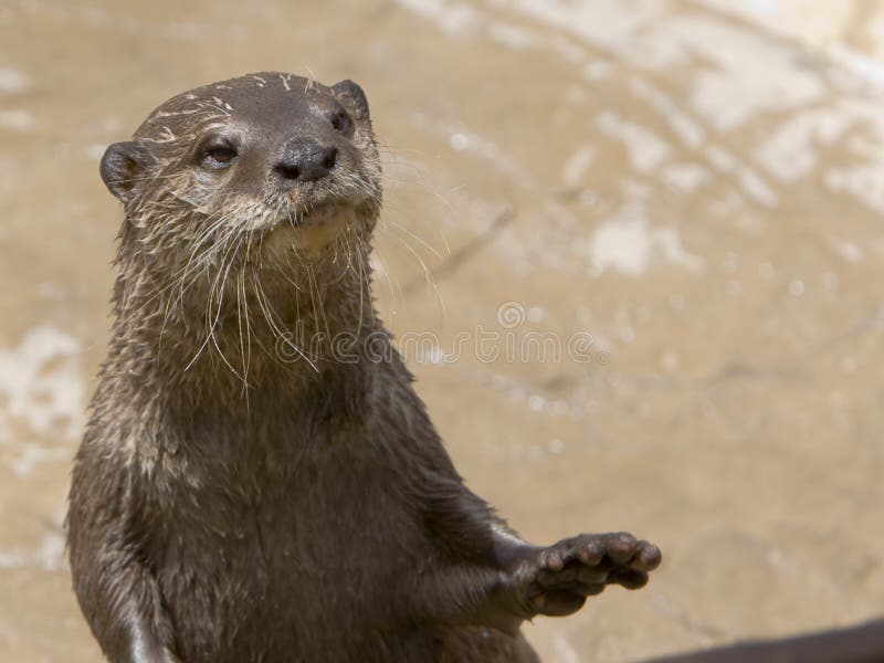 Angry Otter stock photo. Image of face, cinerea, mammal - 19049668