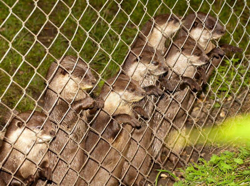 Otter behind fence stock image. Image of nature, fence - 10516351