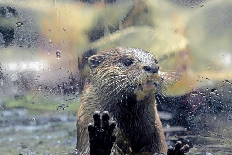 An Otter Behind Window Glass Stock Photo - Image of nature, wild: 104138674