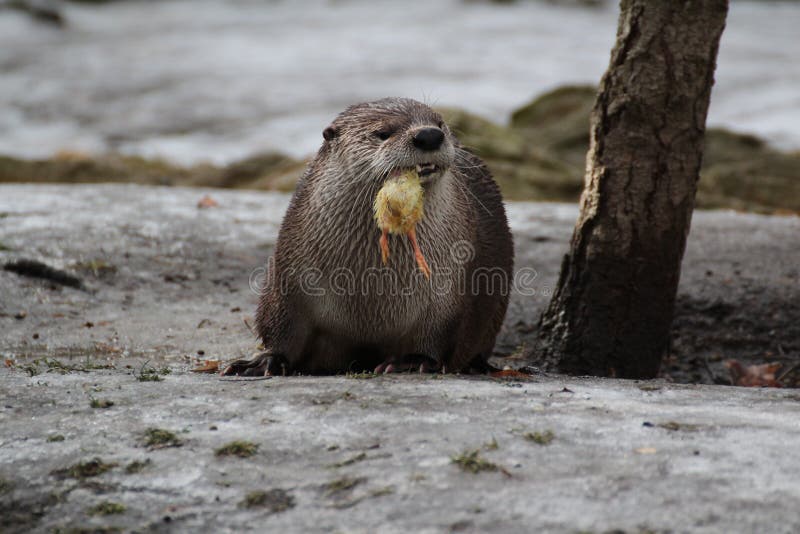 Otter and chicken stock photo. Image of otter, chicken - 85630848