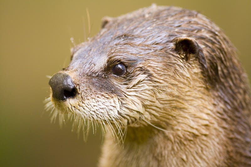 Bite Me stock photo. Image of trousers, weasel, stoat, killer - 776922