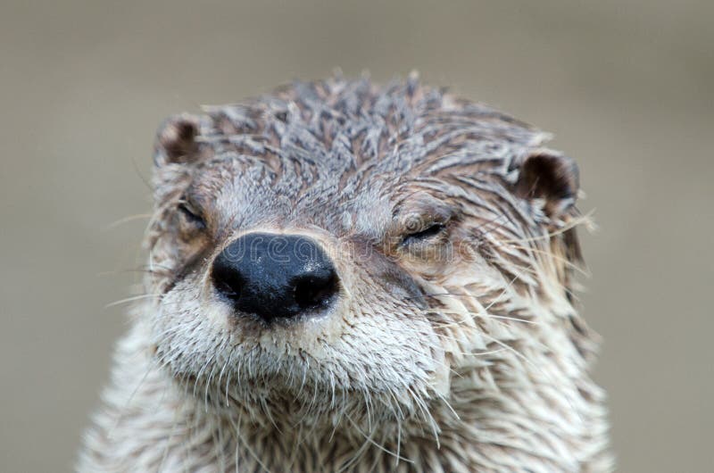 Otter close up stock image. Image of quebec, wild, summer - 19441673