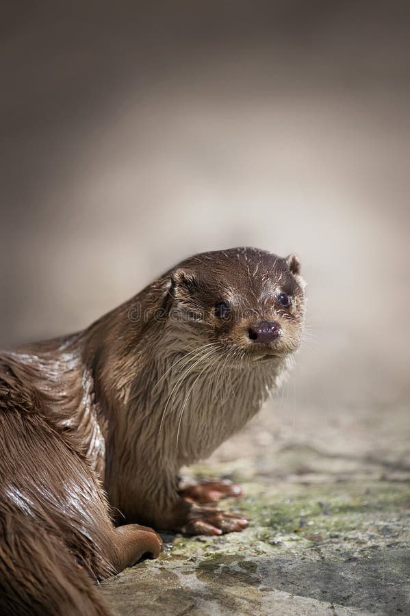 Otter Close Up in Profile. the Muzzle and Front Paws are a Fluffy ...