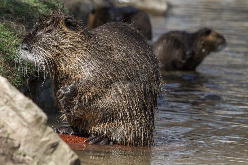 Drinking Otter stock image. Image of drink, water, reflection - 4065403