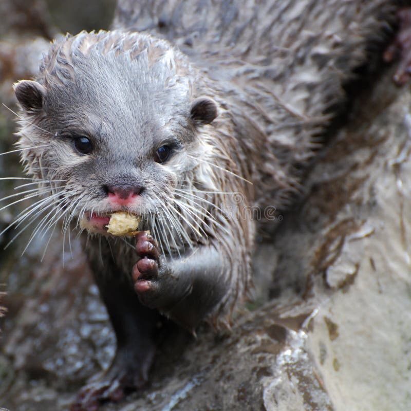 Otter eating stock photo. Image of wildlife, otter, mammal - 4814028
