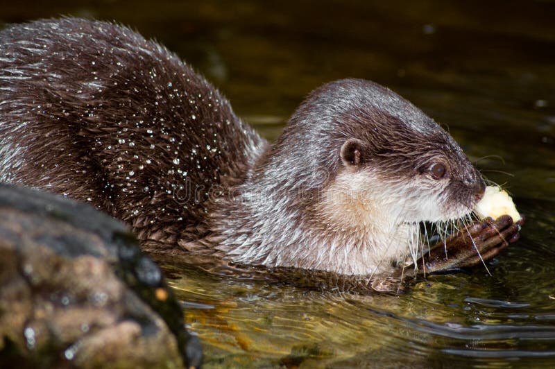 Otter Eating stock photo. Image of wildlife, inquisitive - 822168