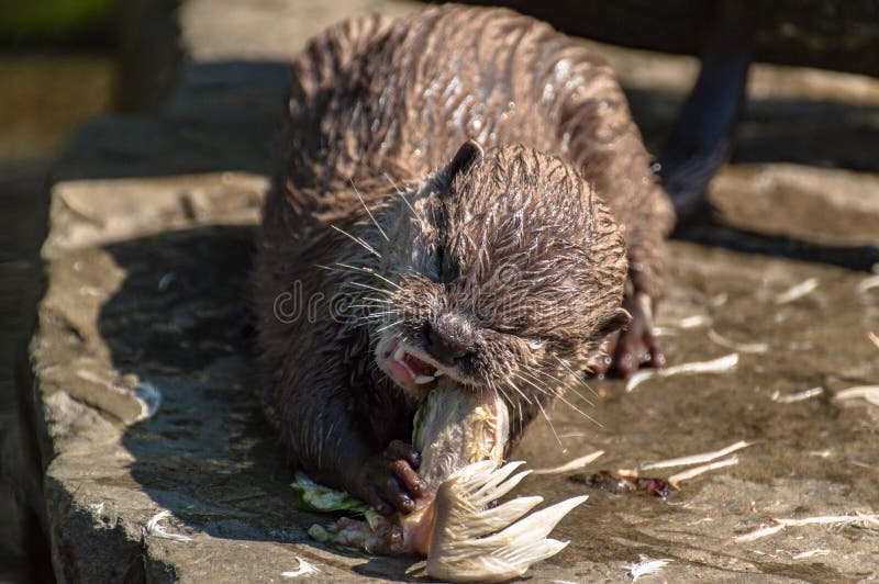 Otter stock photo. Image of mammals, lunch, water, hungry - 63347398