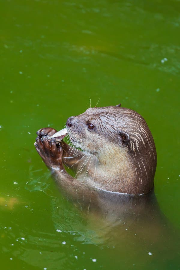Otter eating stock image. Image of lutris, engraving - 33785079
