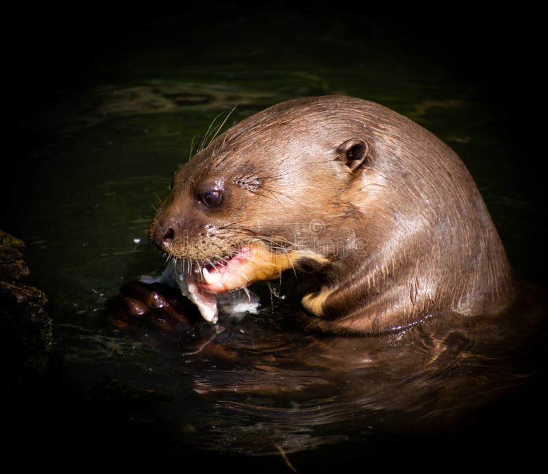 Otter is Eating a Fish Predator Prey Stock Photo - Image of organ ...