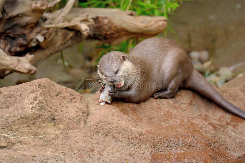 Otter eating a fish stock photo. Image of wild, oriental - 105491812