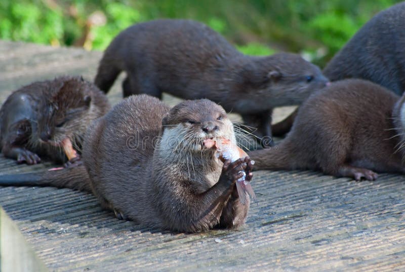 Otter eats fish stock photo. Image of tooth, body, whisker - 19123184