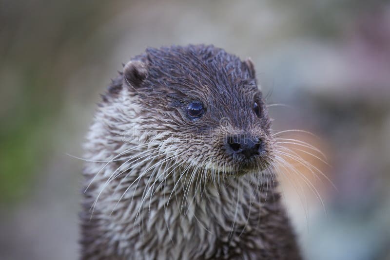 Otter profile stock photo. Image of life, eyes, semi - 33143416