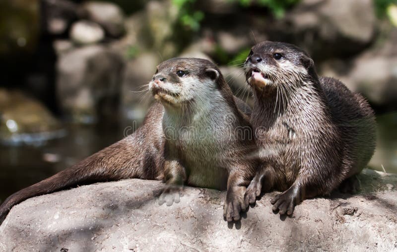 Otter stock photo. Image of family, otter, captive, animal - 35954602