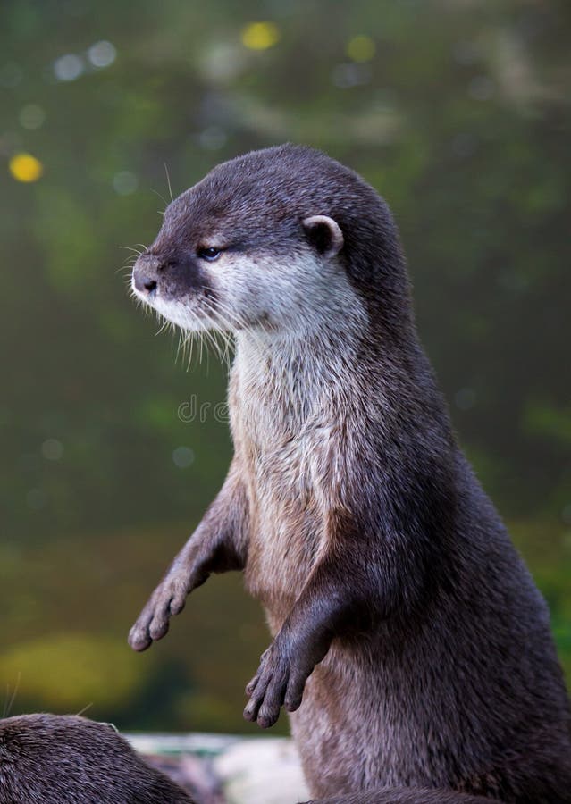 Otter in front of pond stock image. Image of otter, lake - 26802383