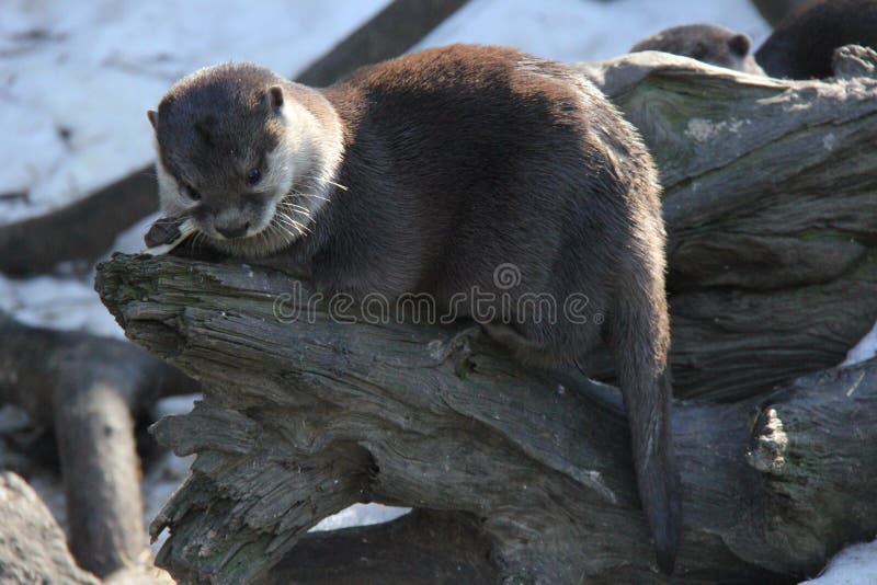 Eating Eurasian River Otter. Stock Image - Image of beast, eating ...