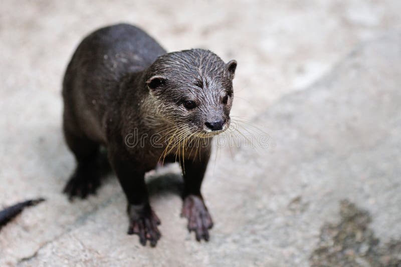 Otter in its habitat stock photo. Image of mammal, aquatic - 26308358