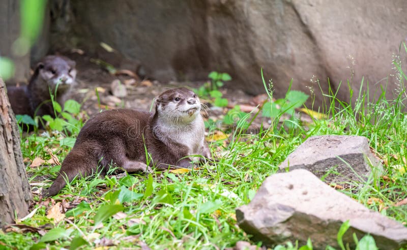 The Otter Latin Name Aonyx Cinerea Relaxation on the Ground Stock Image ...