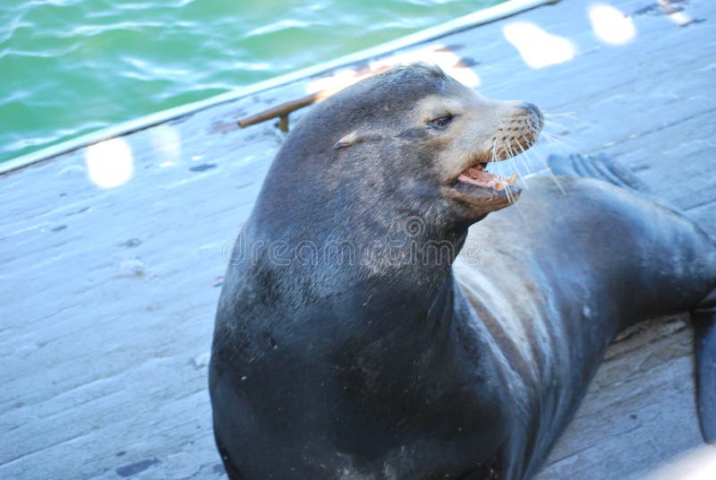Laughing Otter Stock Photos - Free & Royalty-Free Stock Photos from ...