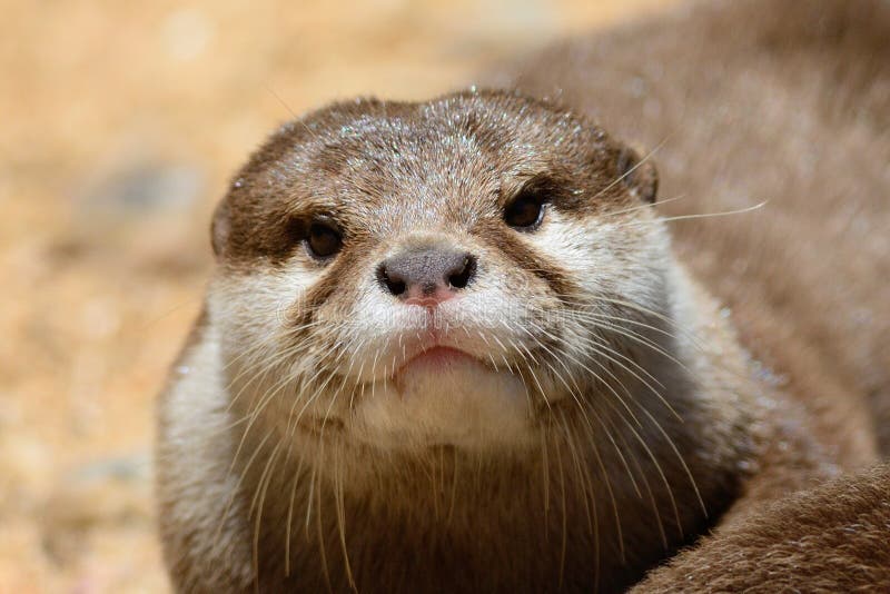 Otter is looking stock photo. Image of whiskers, european - 17845390