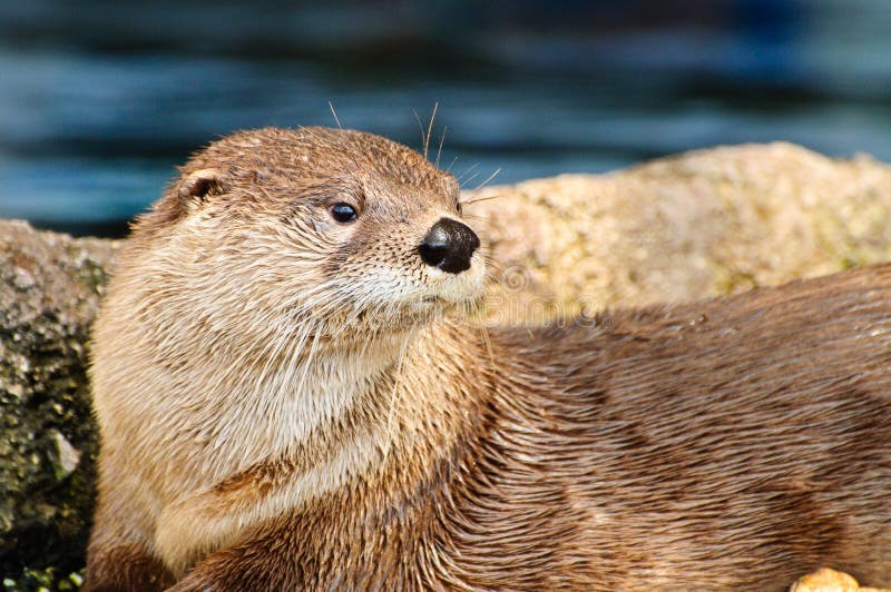 White sea otter stock photo. Image of ocean, brown, portrait - 12499488