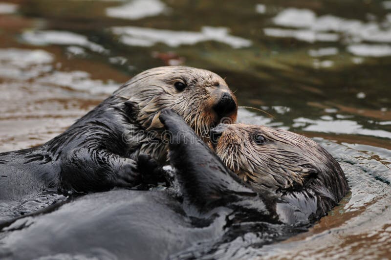 Two Otters Hugging while Sleeping Stock Image - Image of grey, mammals ...