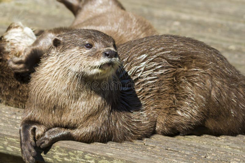 Otter (Lutra lutra) stock image. Image of animals, wildlife - 15564449