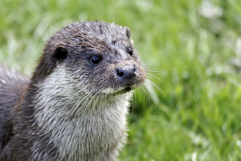 Otter, Lutra lutra stock photo. Image of britain, river - 32553182