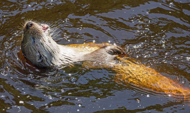 Otter - Lutra lutra stock image. Image of european, wildlife - 54235725