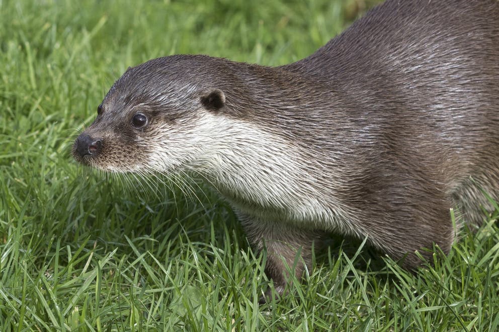 Otter (Lutra lutra) stock photo. Image of portrait, cute - 67545724