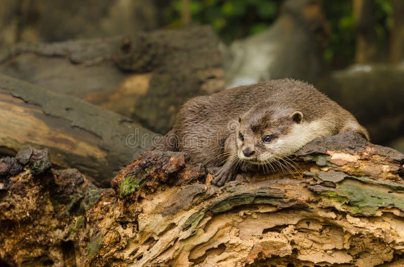 Otter in nature stock photo. Image of nature, critter - 73521060