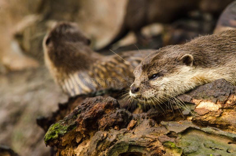 Otter in nature stock image. Image of cute, nose, britain - 73521087