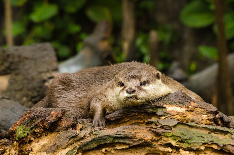 Otter in nature stock photo. Image of asian, aonyx, critter - 73736186