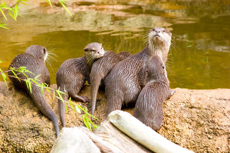 Otter with offspring stock photo. Image of enhydra, brown - 5611284
