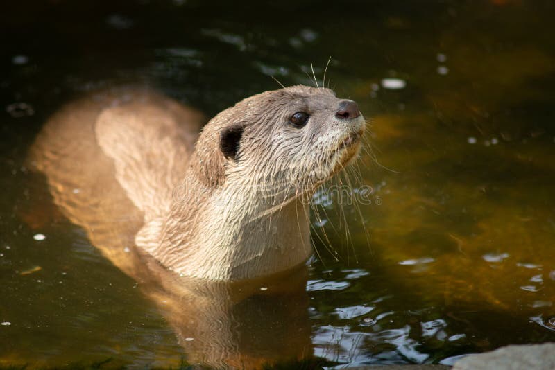 Otter stock image. Image of claw, family, active, carnivore - 161382317