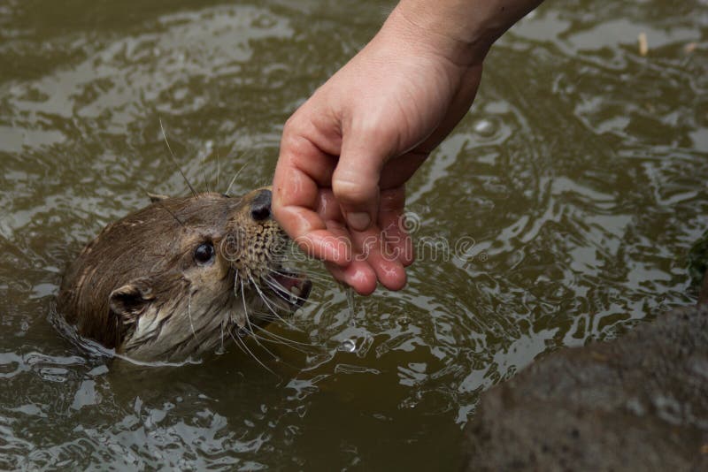 Otter playing with a man stock photo. Image of playing - 85238908