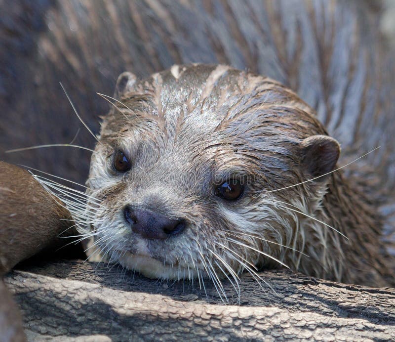 Sharp Clawed Fingers Stock Photos - Free & Royalty-Free Stock Photos ...