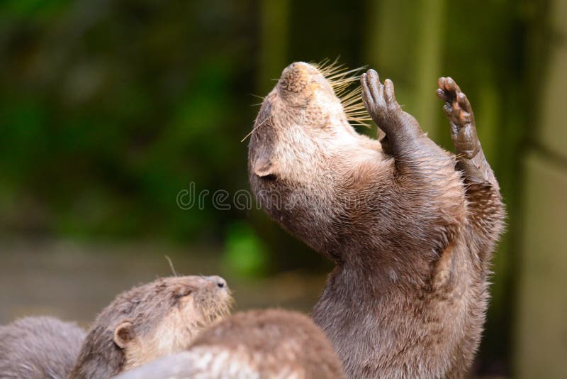 Praying Otter stock photo. Image of pray, water, hair - 12306358