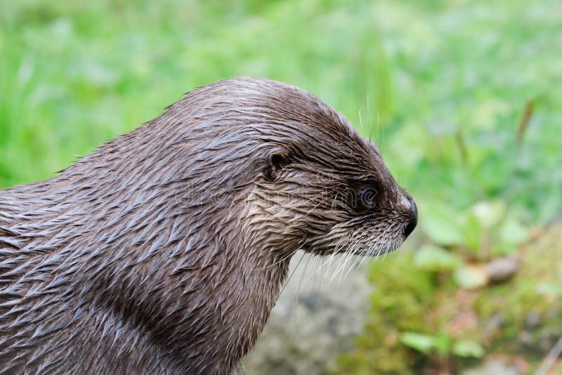 Brown Otters Looking for Food Stock Photo - Image of nature, argyll ...