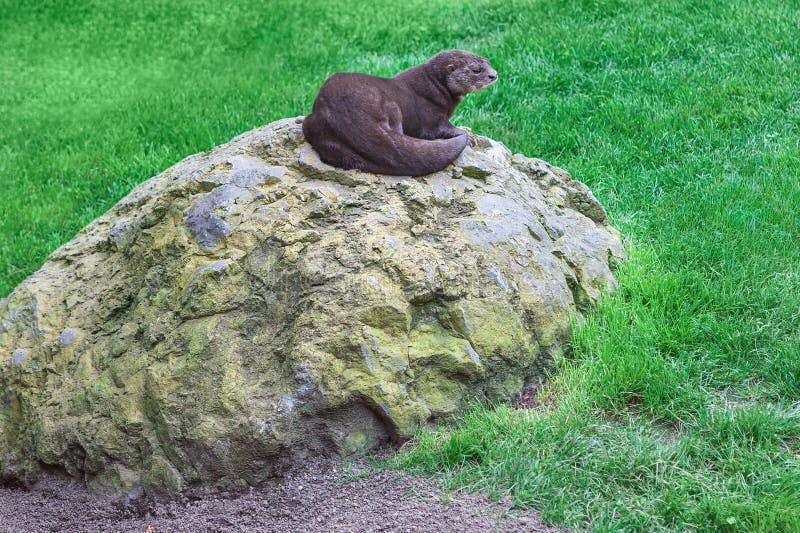 Otter sitting on a rock stock image. Image of creature - 315514693