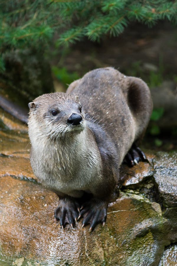 Otter sitting on the stone stock photo. Image of looking - 116845108