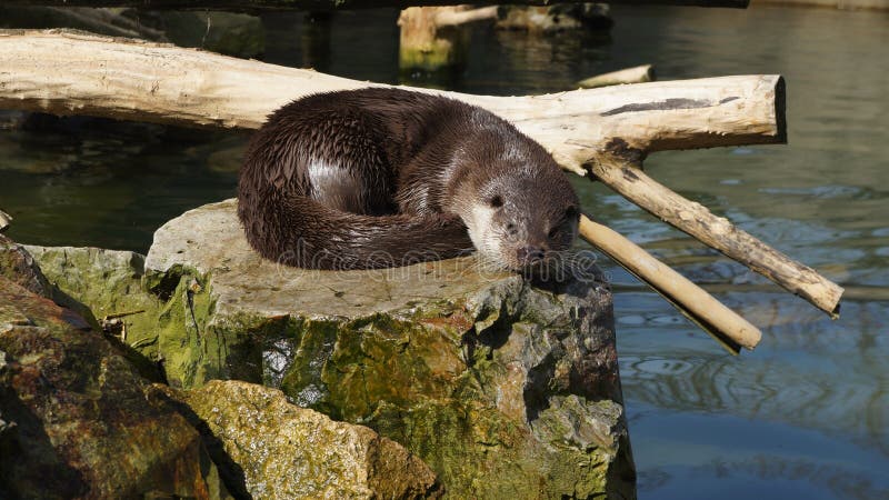 Otter sitting on the stone stock photo. Image of looking - 116845108