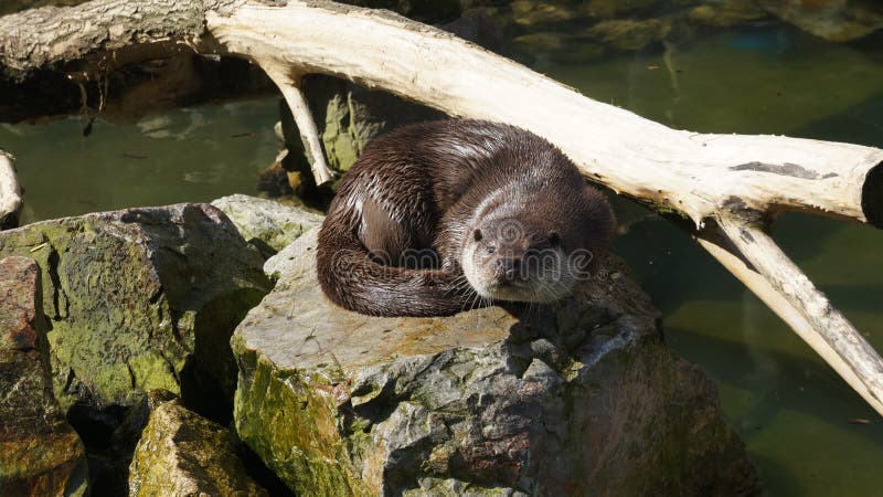 Otter sitting in the sun stock photo. Image of dries - 83752422