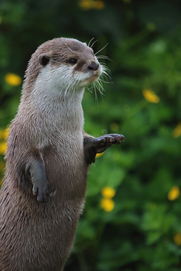 Otterly bad dancer stock photo. Image of carnivore, bear - 275461756