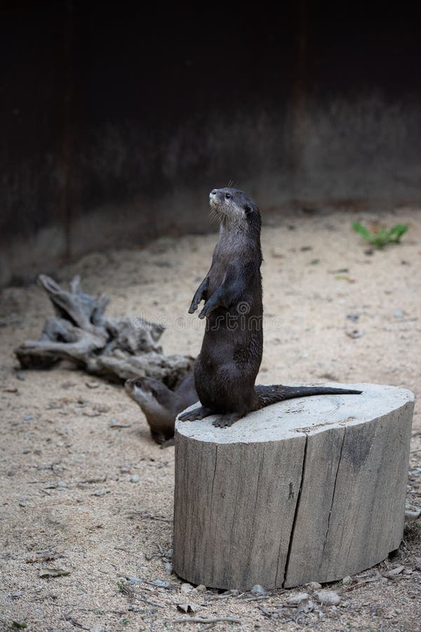 Otter Standing on Top of a Log and Scanning the Horizon Stock Image ...