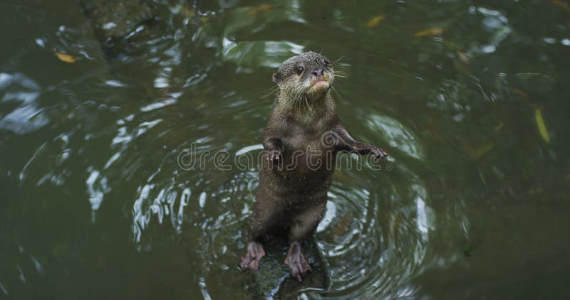 The Otter Stands on Its Hind Legs in the Water and Looks Imploringly ...