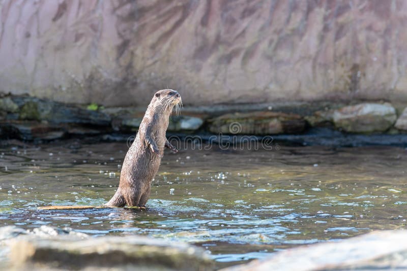 Sea Otter Who Stands on the Sandy Shore of the Pacific Stock Image ...