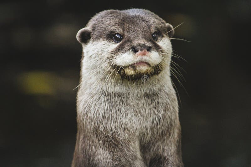Otter Close Up of Face in Wild Stock Image - Image of looking ...