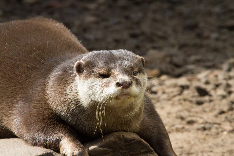 Otter stock photo. Image of outdoor, trunk, wildlife - 75817206
