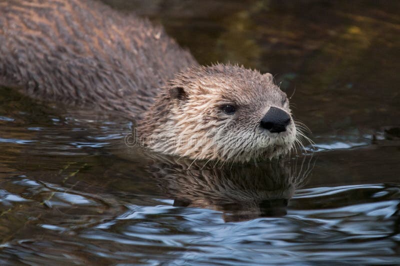 Otter stock image. Image of river, otter, mouth, black - 51030003